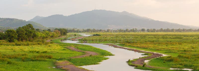Green rice field and river stock photo. Image of grain - 64601808