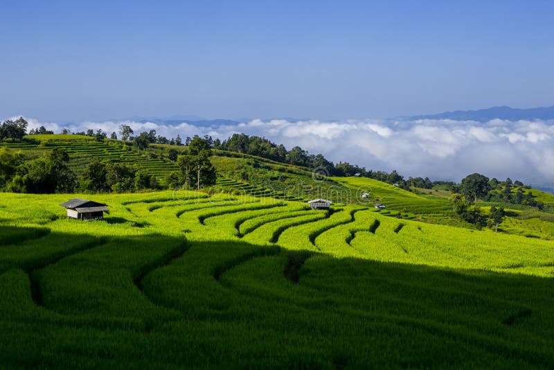 Green rice field stock image. Image of cereal, farm, huts - 49001161