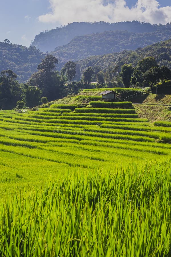 Green rice field stock photo. Image of cottage, field - 49001422