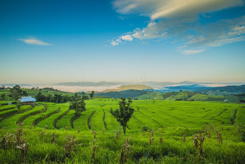 Green rice field stock image. Image of beautiful, meadow - 49001471