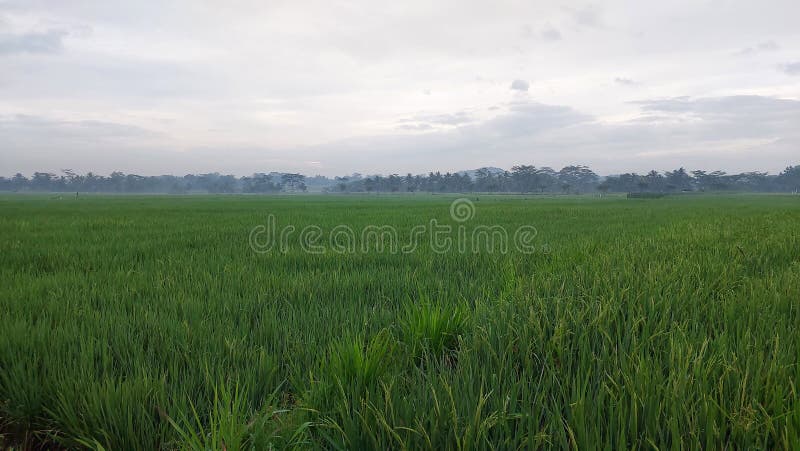 Green rice field scenery stock image. Image of rice - 269690571