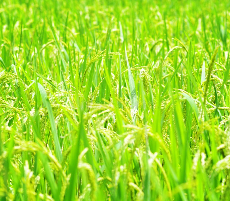Green rice field. stock photo. Image of close, asian - 37443518