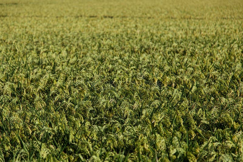 Green rice field stock image. Image of asia, white, botany - 121175455