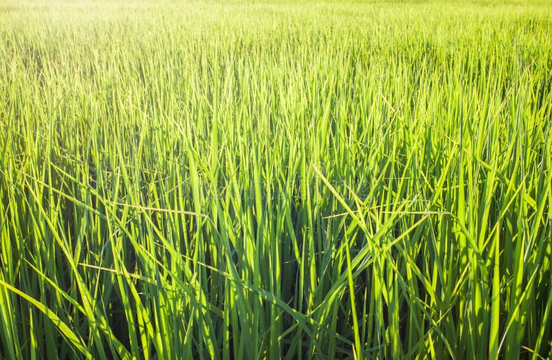 Green rice field stock image. Image of rice, organic - 61605443
