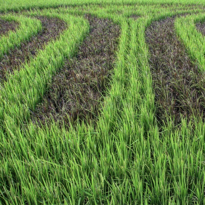 Field with sprouting crops stock image. Image of farm - 18117691