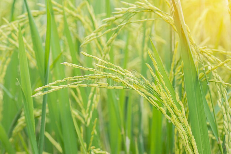 Green Rice Field with Sun Light Effect,agricultural Concept. Stock ...