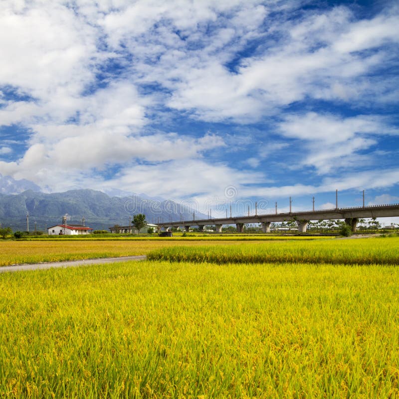 Green rice field stock image. Image of blue, green, idyllic - 31794263