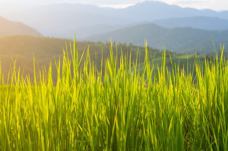 Green Rice Field with Sunlight in the Evening Time Stock Photo - Image ...