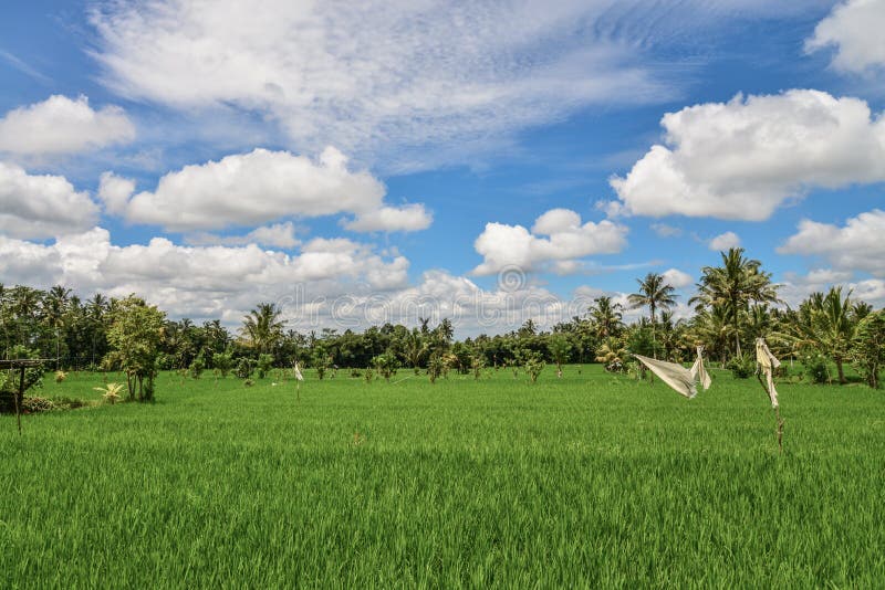 Green rice field stock image. Image of cereal, grow - 156347113