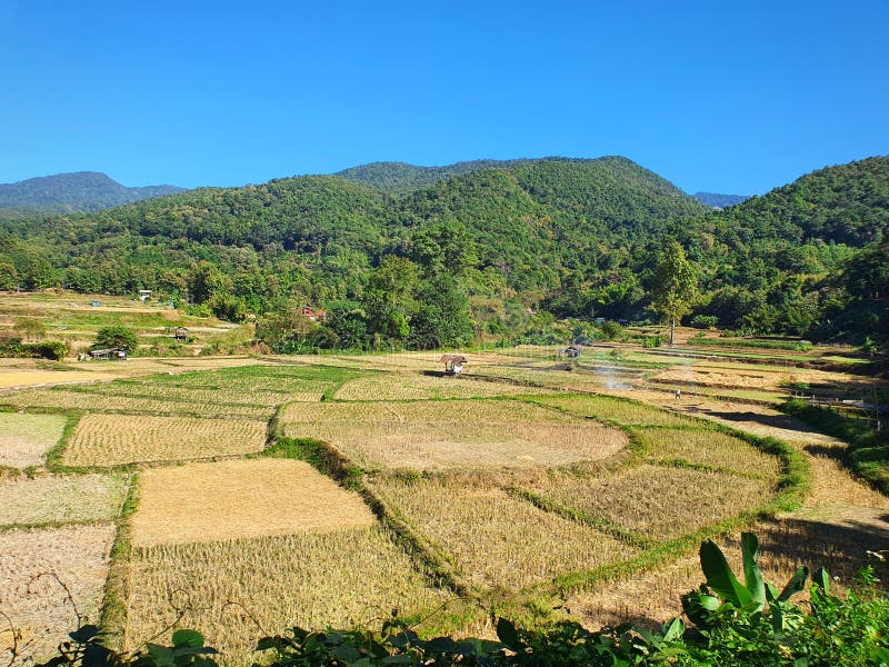 Green Rice Field on Sunny Day in Winter Stock Image - Image of ...