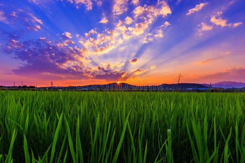 Red Paddy Rice in the Paddy Field, Bangladesh Stock Photo - Image of ...