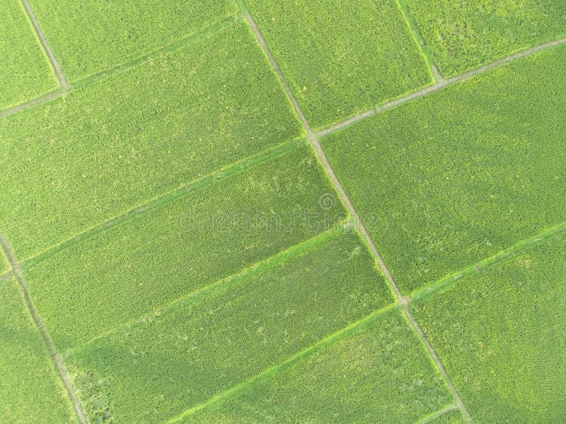 Green Rice Field Texture Aerial View by Drone. Aerial View of the Green ...