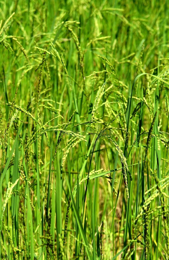 Green Rice Field Texture Wallpaper Picture. Image: 12790450