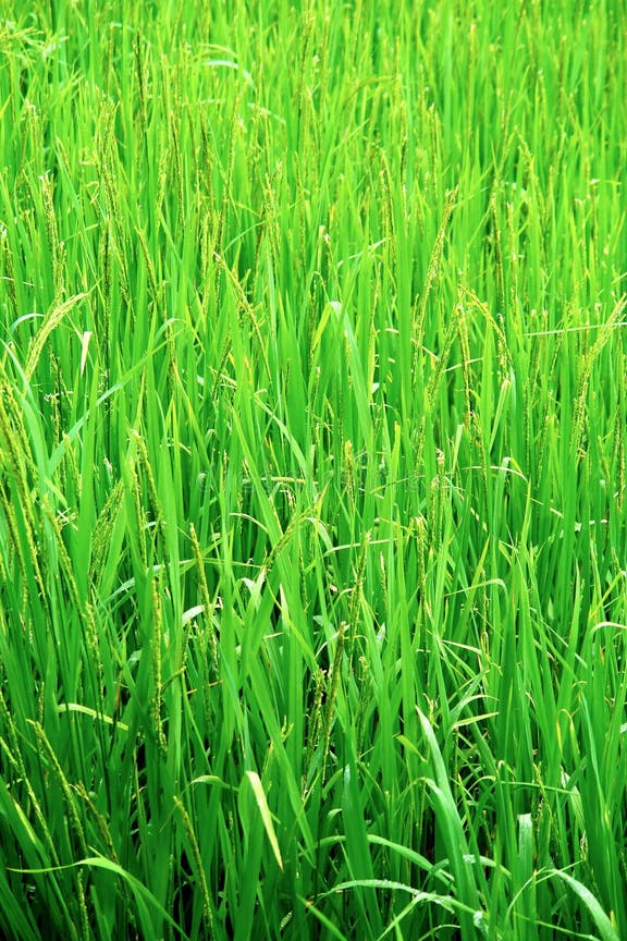 Green Rice Field Texture Wallpaper Stock Photo - Image of green, asia ...