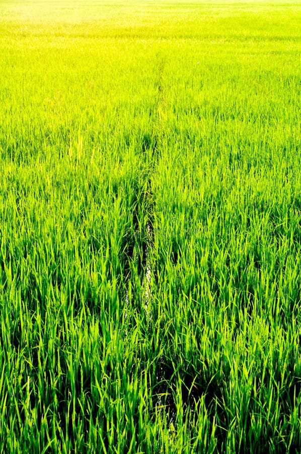 Green rice of field stock photo. Image of fall, field - 52197366
