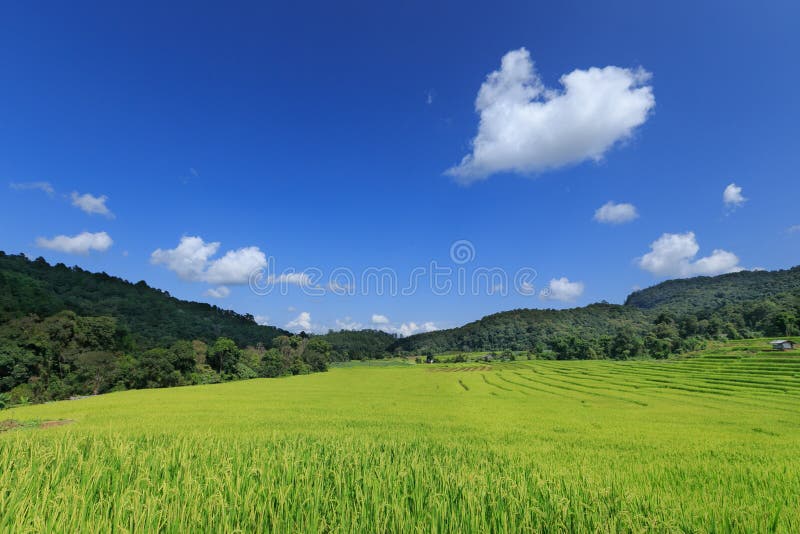 Green Rice Field on Top of Mountain Stock Image - Image of sunset ...