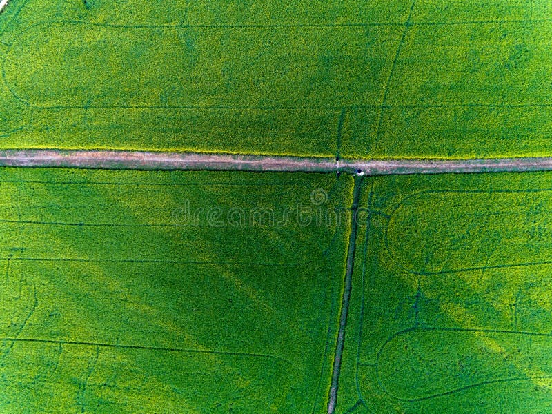 Green Rice Field from Top View of Drone Stock Photo - Image of nature ...