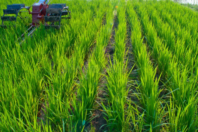 Green rice field stock image. Image of farm, plantation - 51619903