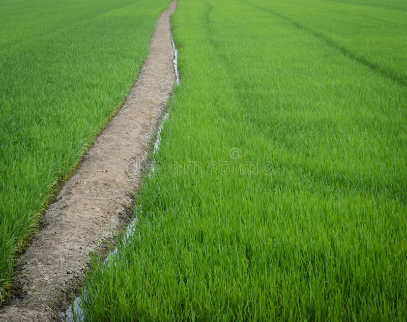 Green Rice Field with Trail Stock Image - Image of rural, farm: 58600037