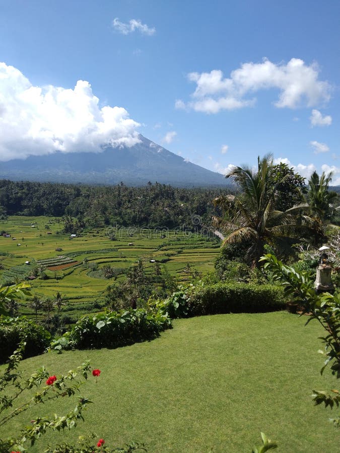 Green Rice Field Under the Volcano Stock Photo - Image of green ...