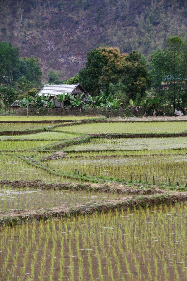 Green Rice Field at Vietnam in Spring Stock Photo - Image of laos, land ...