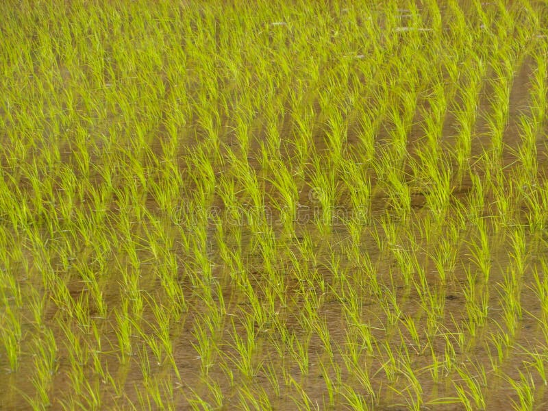 Green Rice Field at Vietnam in Spring Stock Photo - Image of curve ...