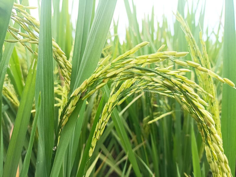 The Layout of Green Rice Field View Stock Photo - Image of produce ...