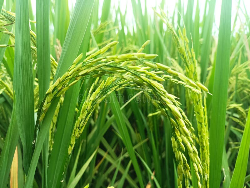 The Layout of Green Rice Field View Stock Image - Image of lawn, plant ...