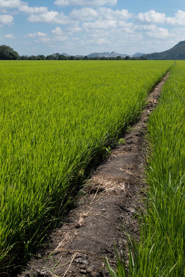 Green rice field stock image. Image of yellow, grass - 64526119