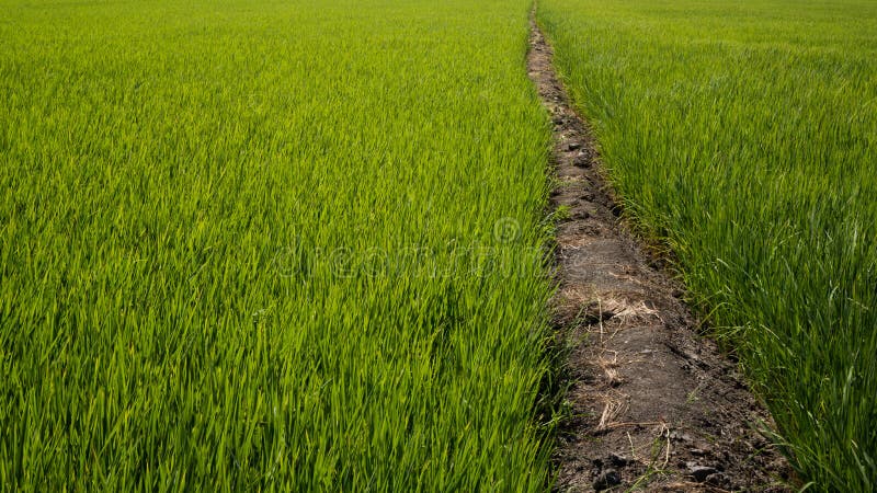 Green rice field stock image. Image of moutain, grass - 64526473