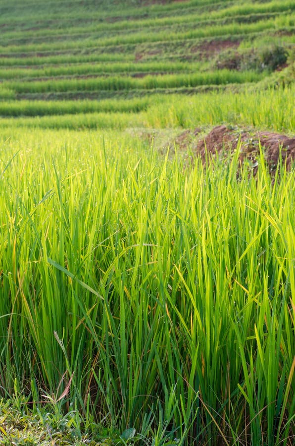 Green Rice Field with Water Drop in the Morning Stock Photo - Image of ...