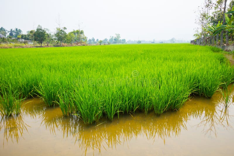 Green rice field stock image. Image of irrigation, crop - 51962593