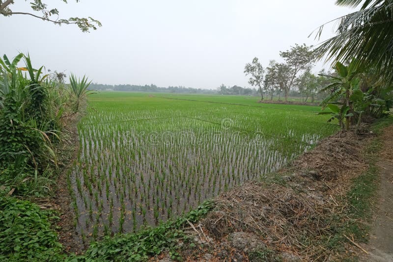 Green Rice Field in West Bengal, India Stock Image - Image of india ...