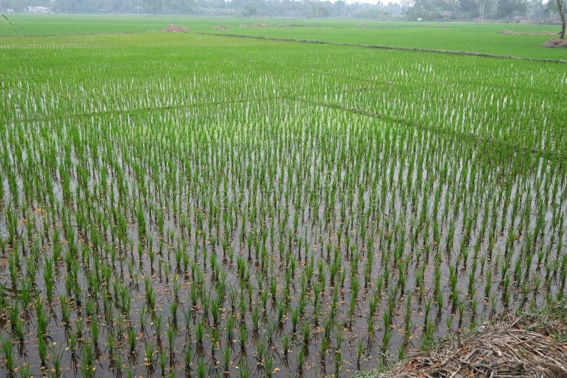 Green Rice Field in West Bengal, India Stock Photo - Image of fresh ...