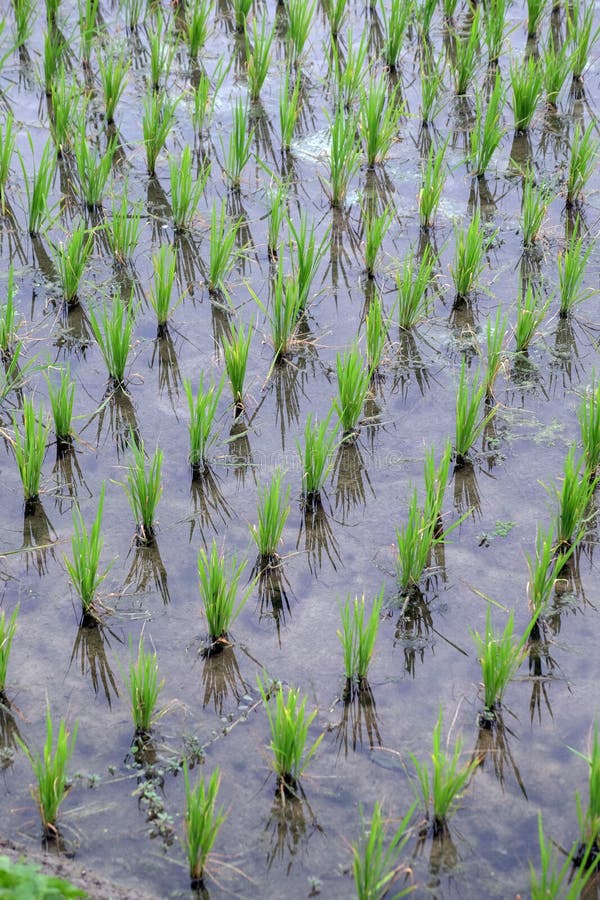 Green Rice Field in West Bengal, India Stock Image - Image of growth ...