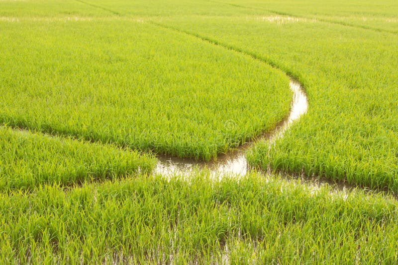 Green Rice Field with Wide Angle Stock Photo - Image of green, grass ...