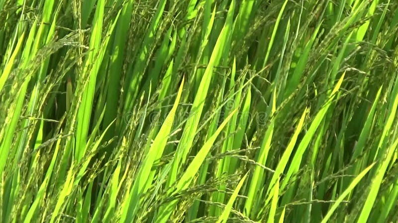 Green Rice Field in the Wind Stock Video - Video of natural, facial ...