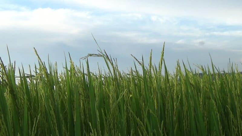Green Rice Field in the Wind Stock Video - Video of natural, facial ...