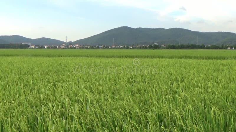 Green Rice Field in the Wind Stock Video - Video of natural, facial ...