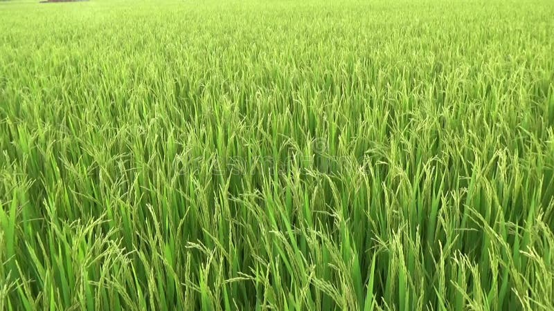 Green Rice Field in the Wind Stock Video - Video of natural, facial ...