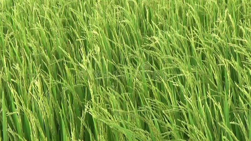 Green Rice Field in the Wind Stock Video - Video of natural, facial ...