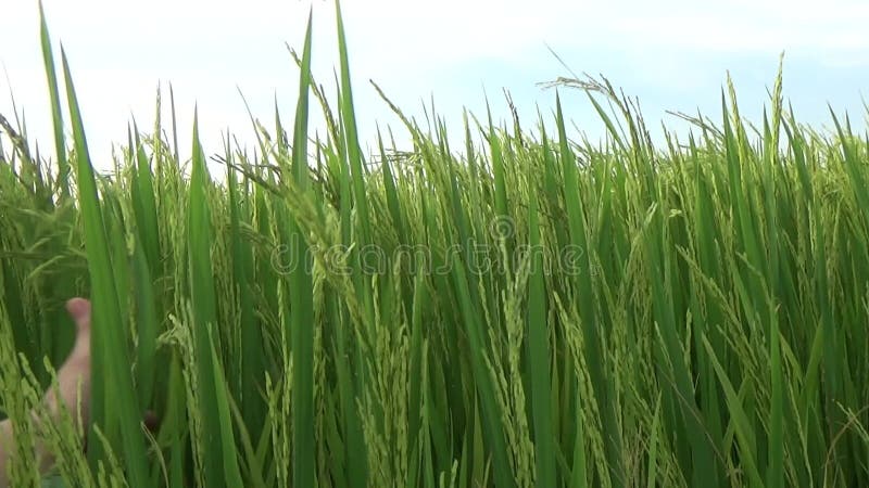 Green Rice Field in the Wind Stock Video - Video of natural, facial ...