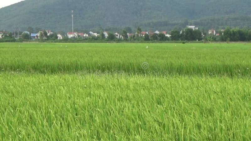 Green Rice Field in the Wind Stock Video - Video of natural, facial ...