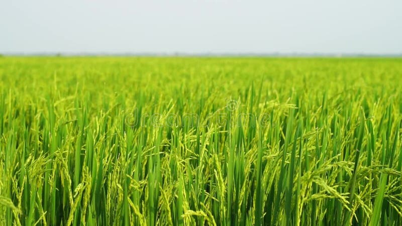 Green Rice Terraces. Fields of Crops Prepared for Harvest Stock Footage ...