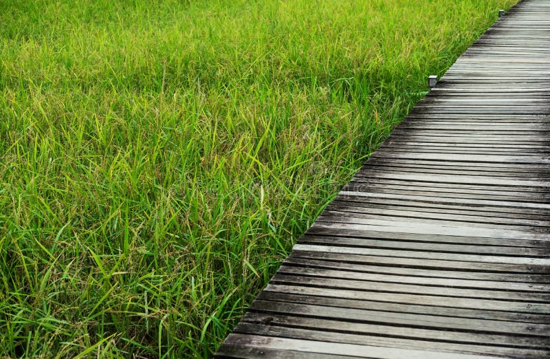 Green Rice Field with Wooden Path Stock Image - Image of pasture, rice ...