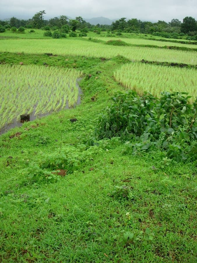 Green rice fields stock photo. Image of cultivated, scenery - 1094758