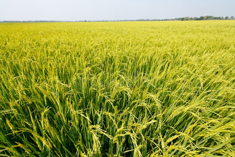 Green rice fields stock photo. Image of farmland, crib - 23747366