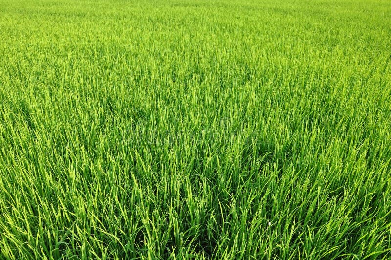 Green rice fields stock image. Image of earth, grass - 24034985