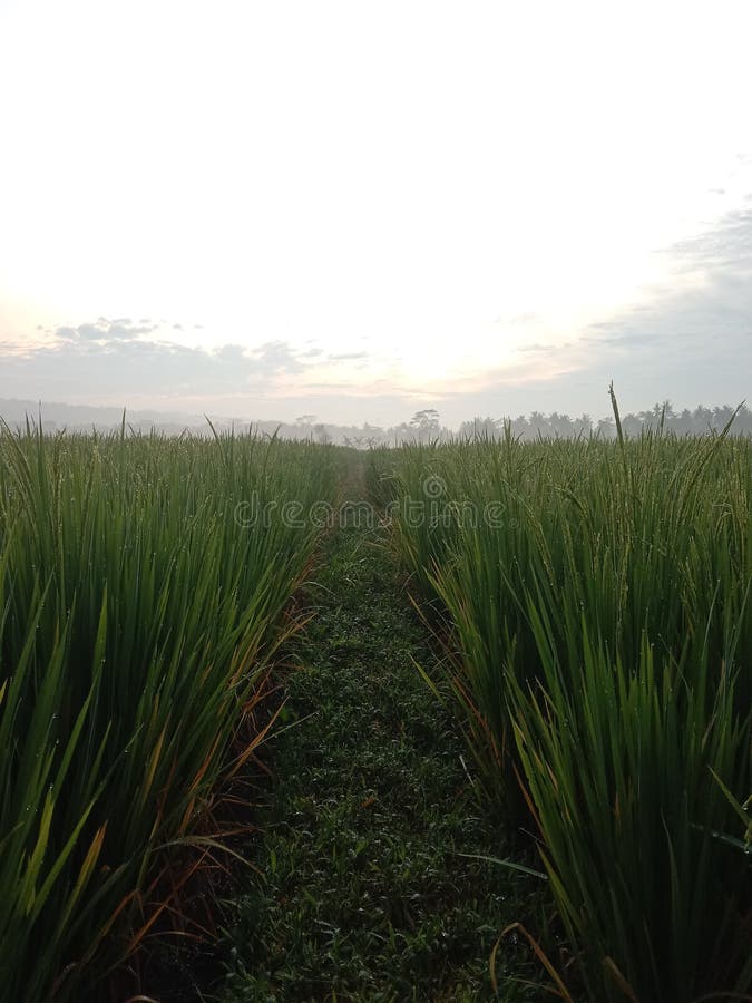 Green rice fields stock photo. Image of meadow, rice - 248998716