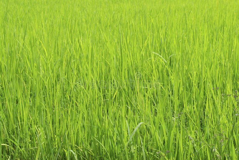 Green rice fields stock image. Image of flora, grain - 26232171